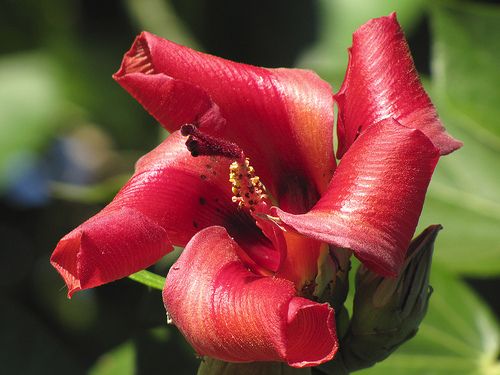 Jamaica’s National Symbols – SunVillas Blog